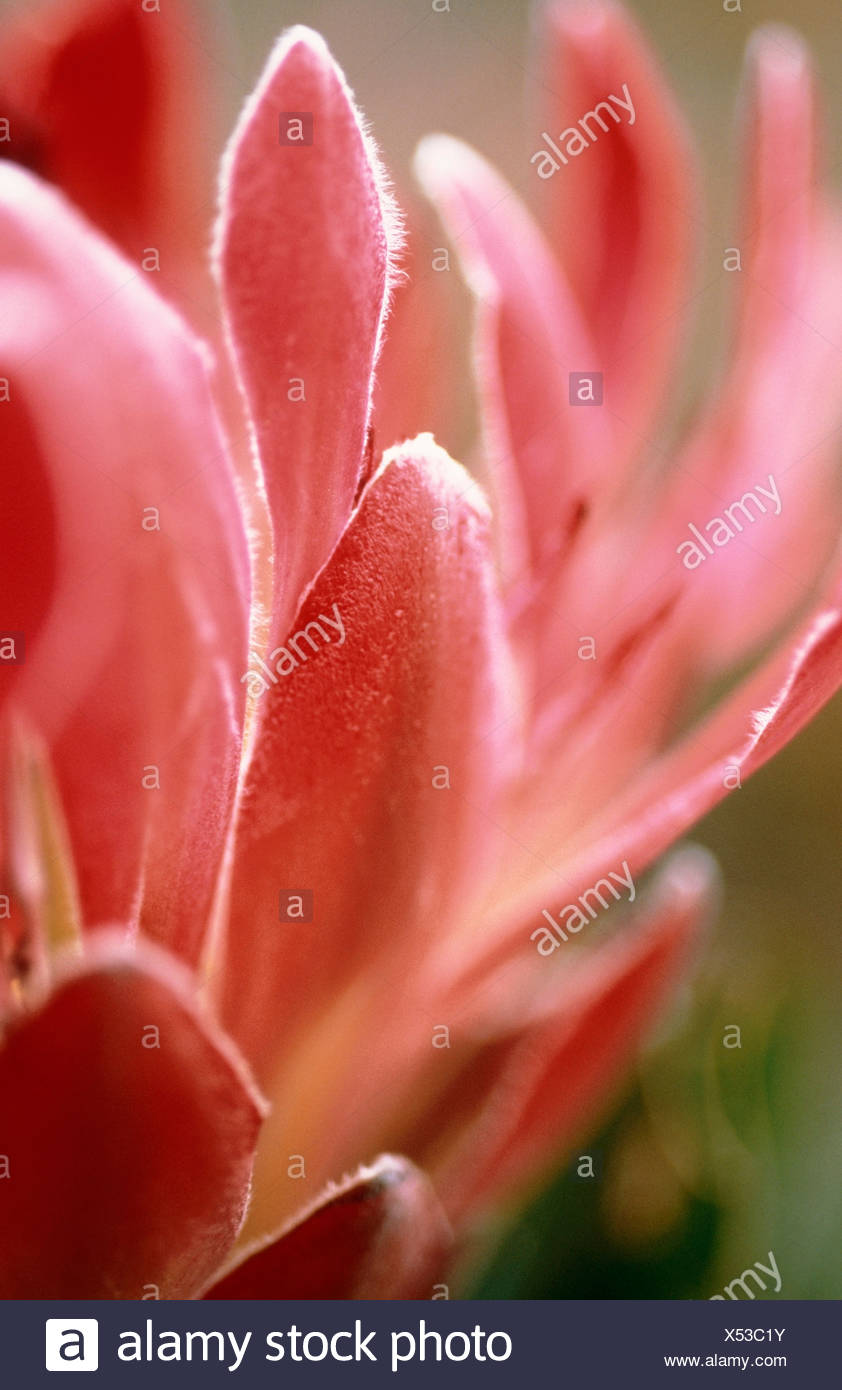 Red Protea Stock Photos & Red Protea Stock Images - Alamy