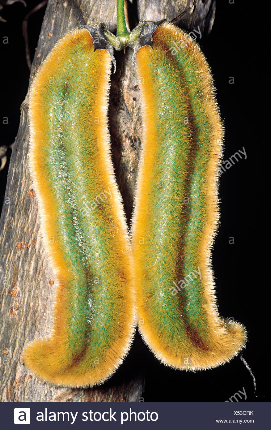 Bean Like Pods High Resolution Stock Photography and Images - Alamy