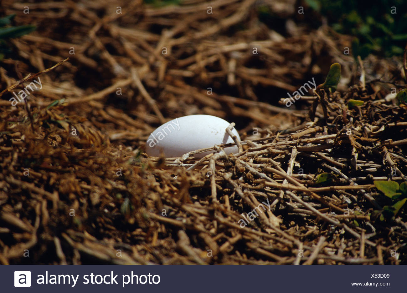 Exposed Nest High Resolution Stock Photography and Images - Alamy