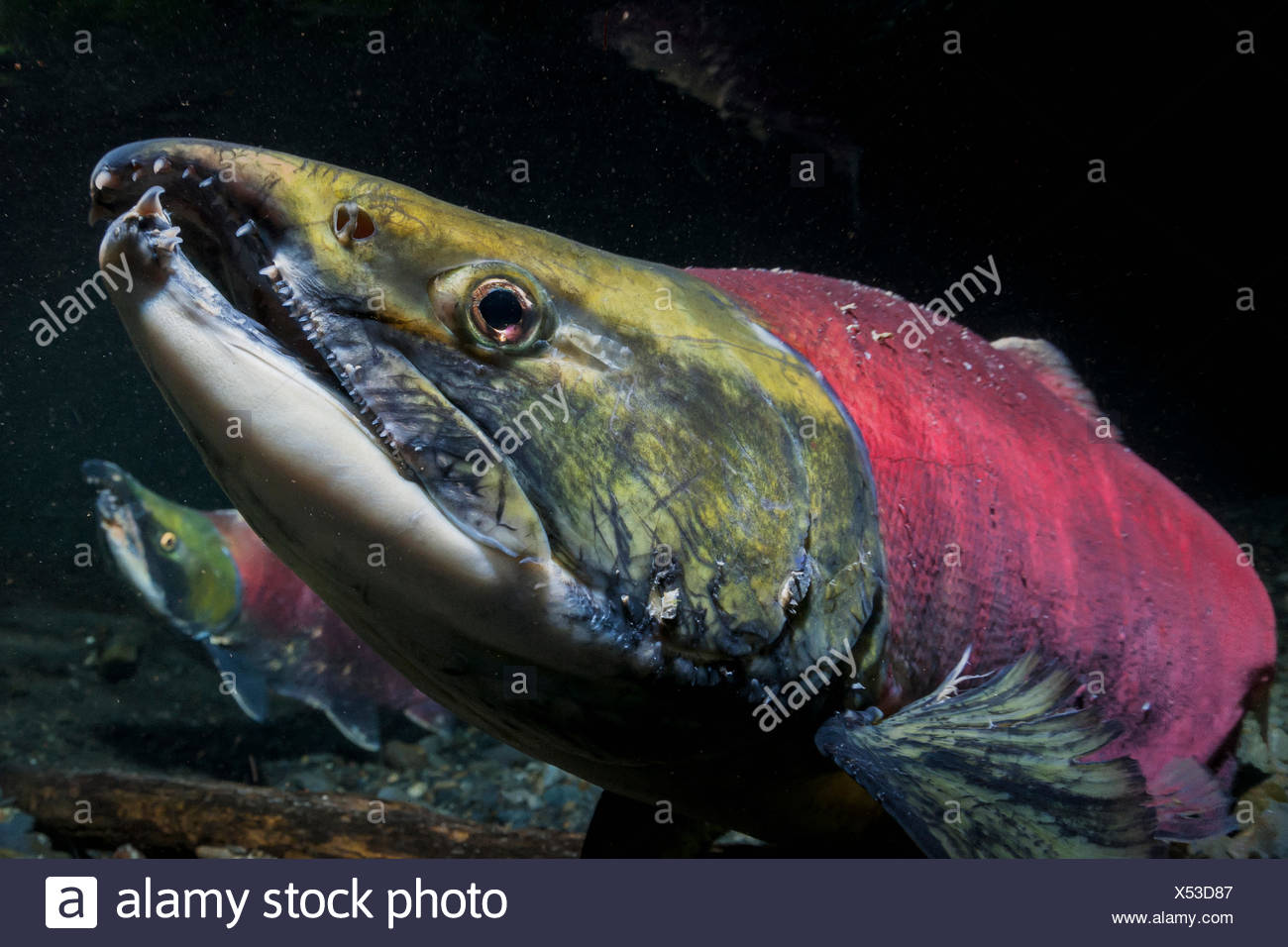 Spawning Sockeye Salmon High Resolution Stock Photography and Images ...