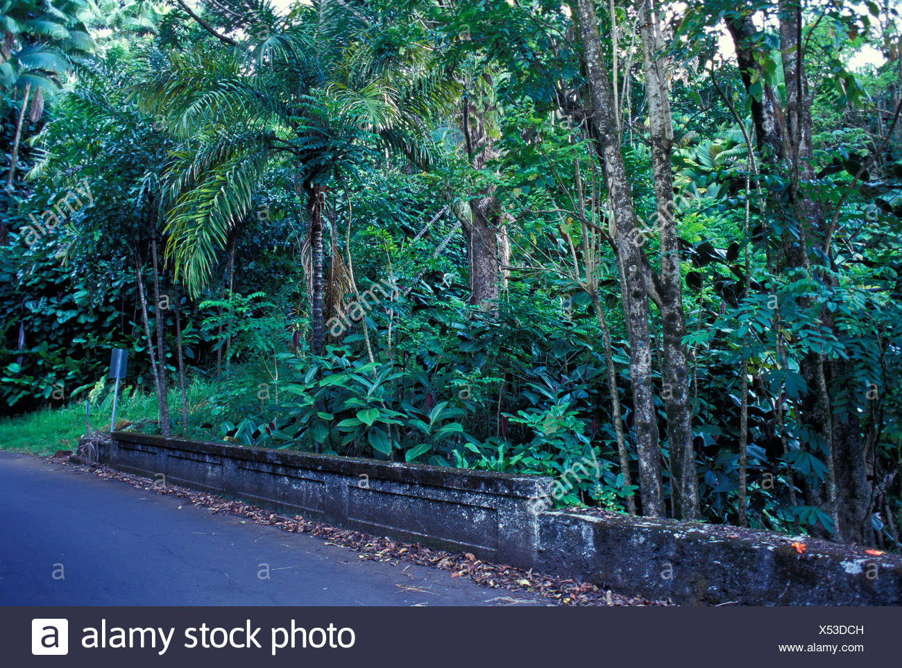 Miconia Stock Photos & Miconia Stock Images - Alamy