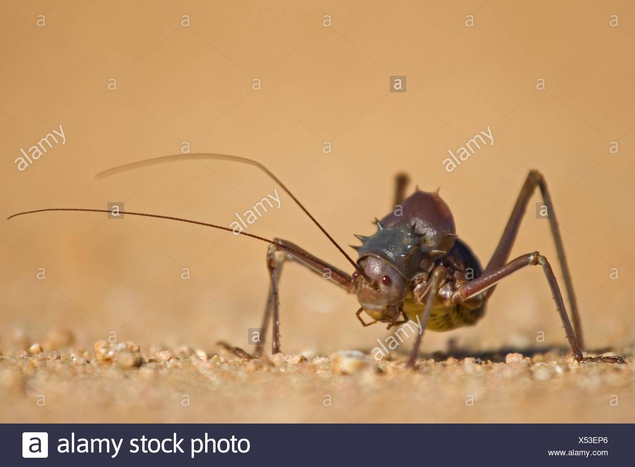 Bush Corn Cricket Stock Photos & Bush Corn Cricket Stock Images - Alamy