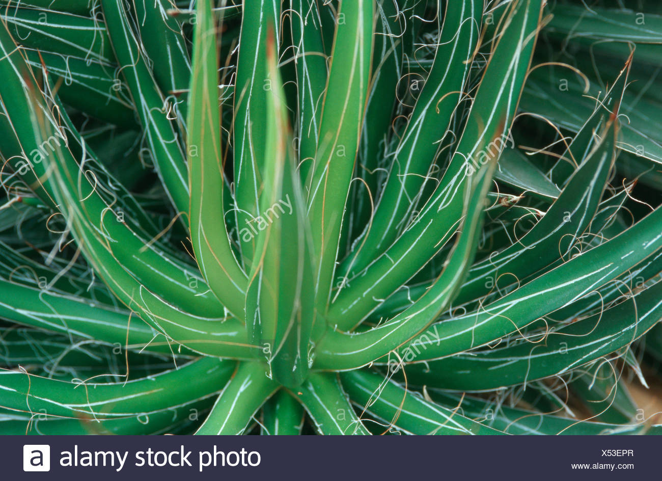 Agave Filifera High Resolution Stock Photography and Images - Alamy