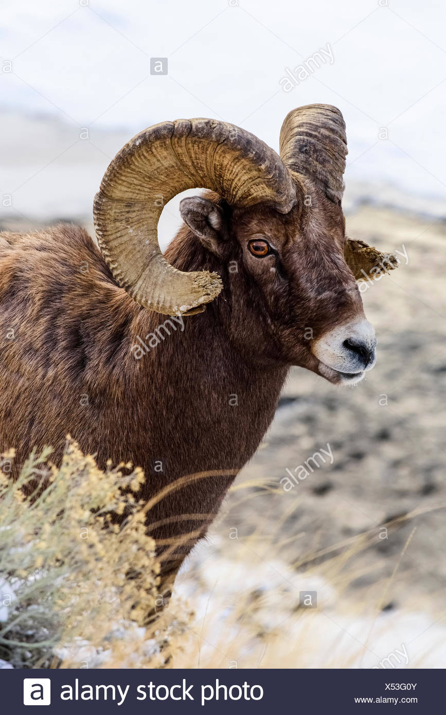Butting Heads Stock Photos & Butting Heads Stock Images - Alamy
