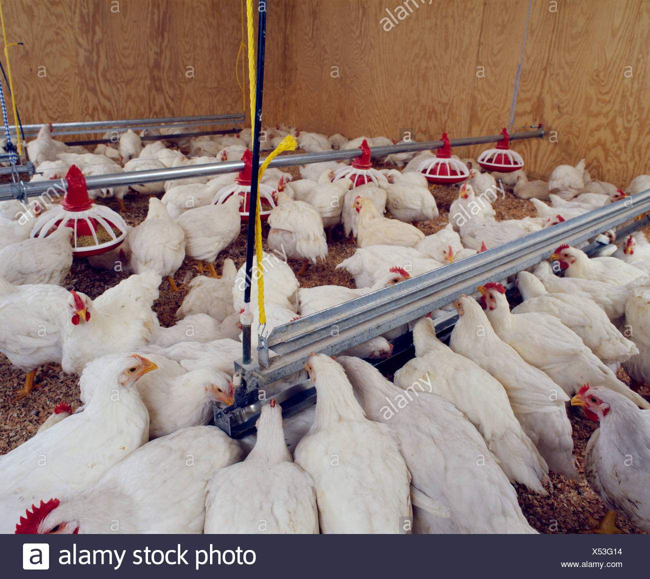 Hubbard Chicken High Resolution Stock Photography and Images - Alamy
