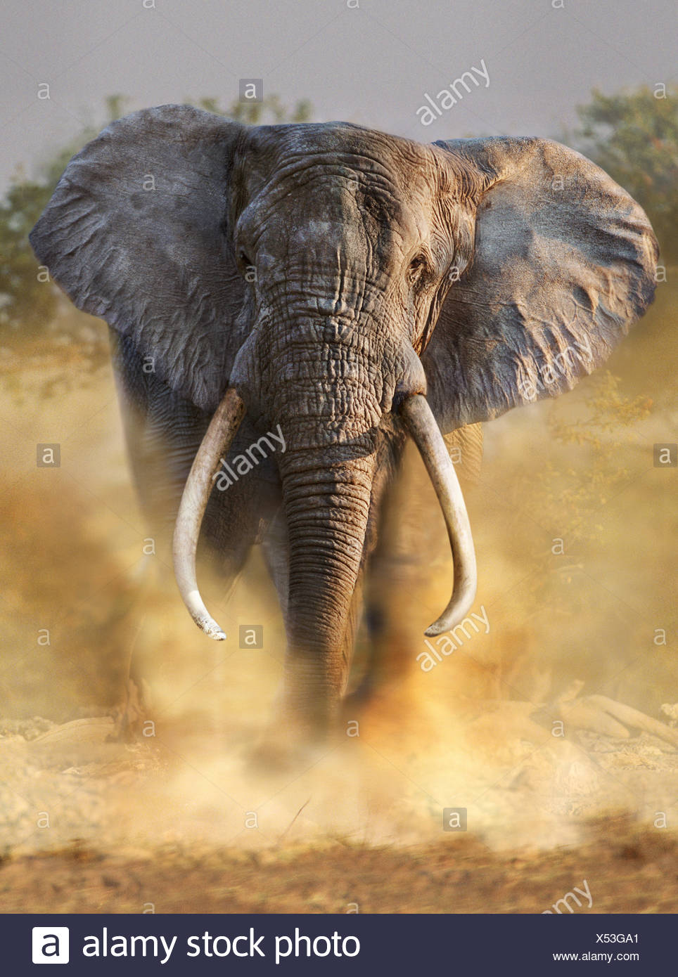 Animal Charging Stock Photos & Animal Charging Stock Images - Alamy