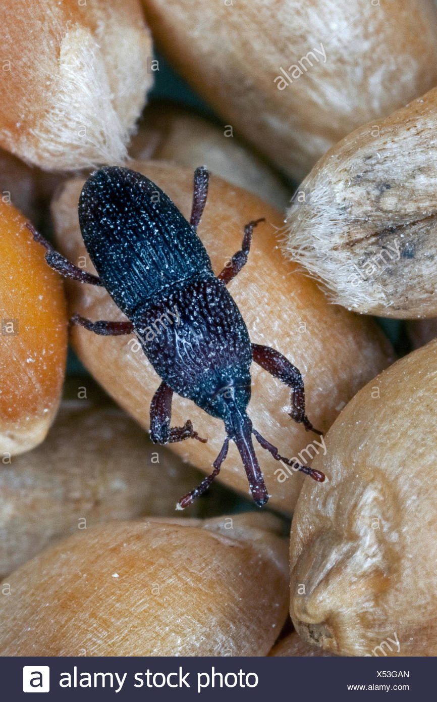 Wheat Weevil Stock Photos & Wheat Weevil Stock Images - Alamy