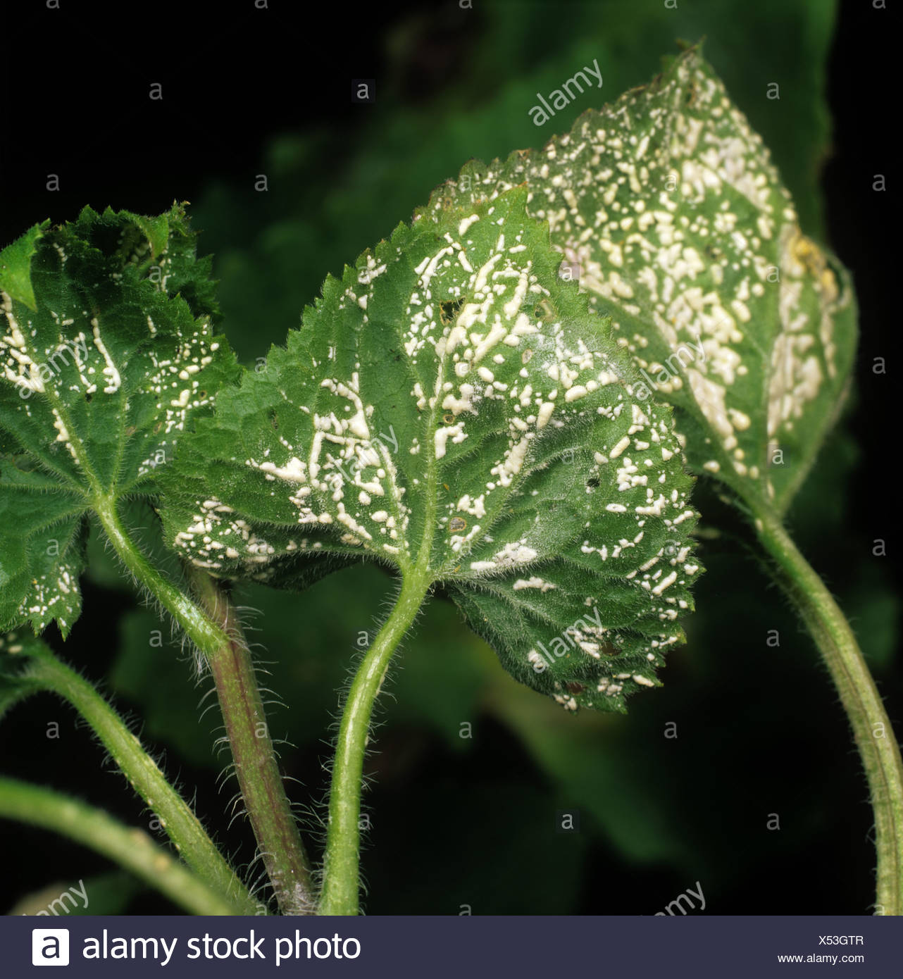 Albugo High Resolution Stock Photography and Images - Alamy