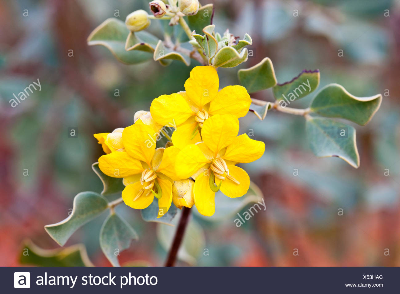 Cassia Flower High Resolution Stock Photography and Images - Alamy