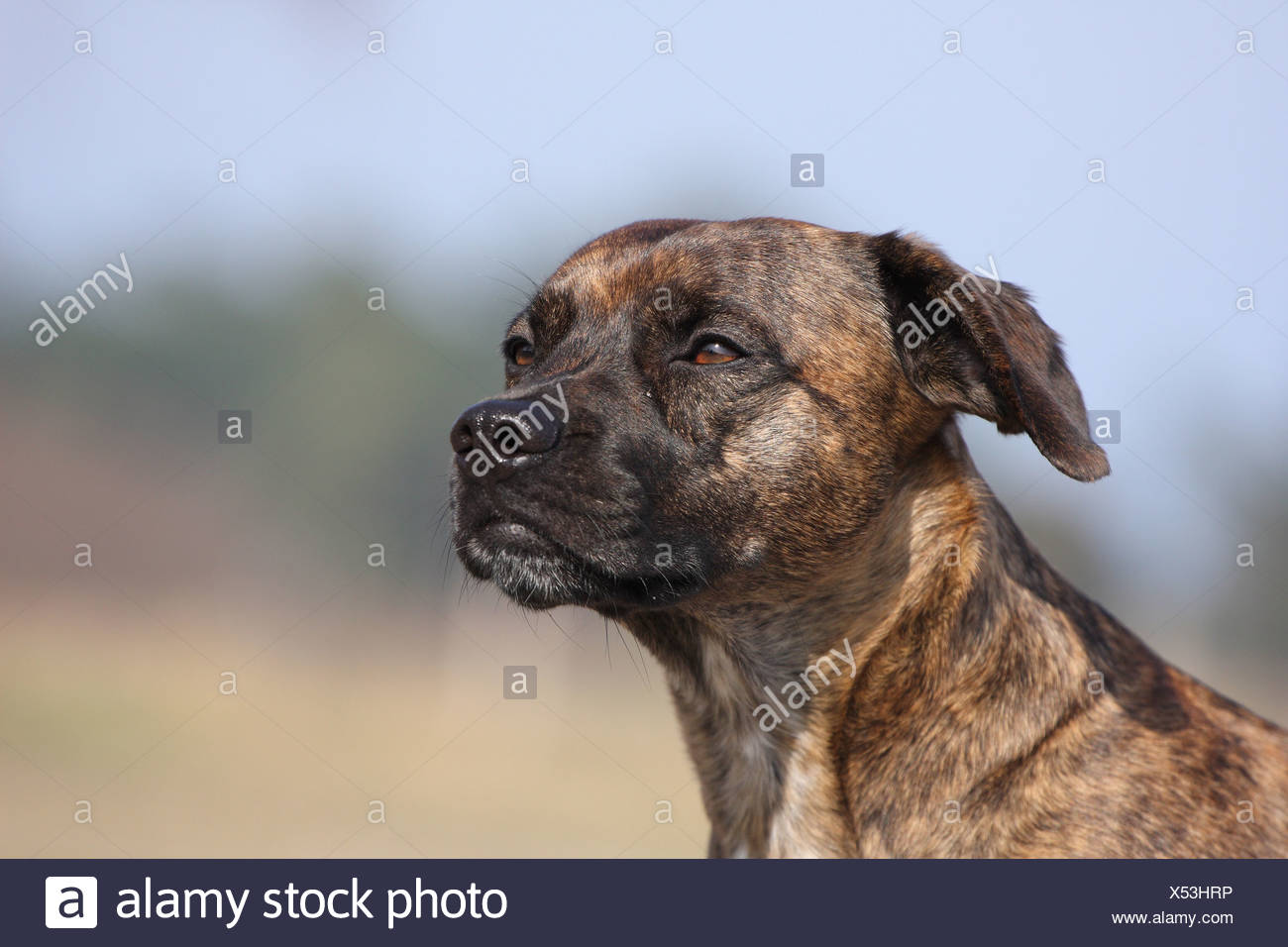 Bulldog Mongrel High Resolution Stock Photography and Images - Alamy