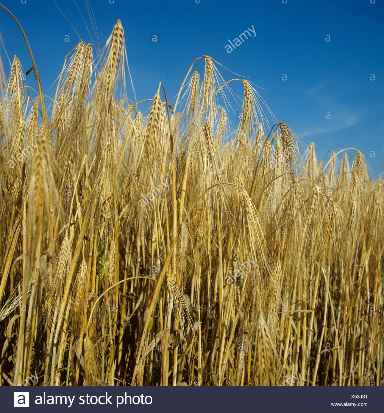 Six Row Barley High Resolution Stock Photography and Images - Alamy
