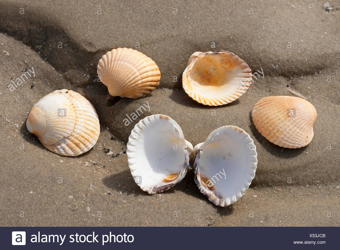 Common Cockles Cerastoderma Edule Cardium Stock Photos & Common Cockles ...