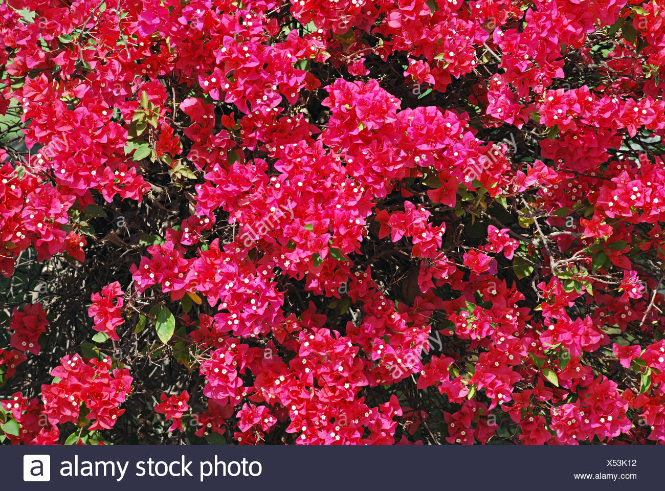 State Flower Of Maharashtra Stock Photos & State Flower Of Maharashtra ...