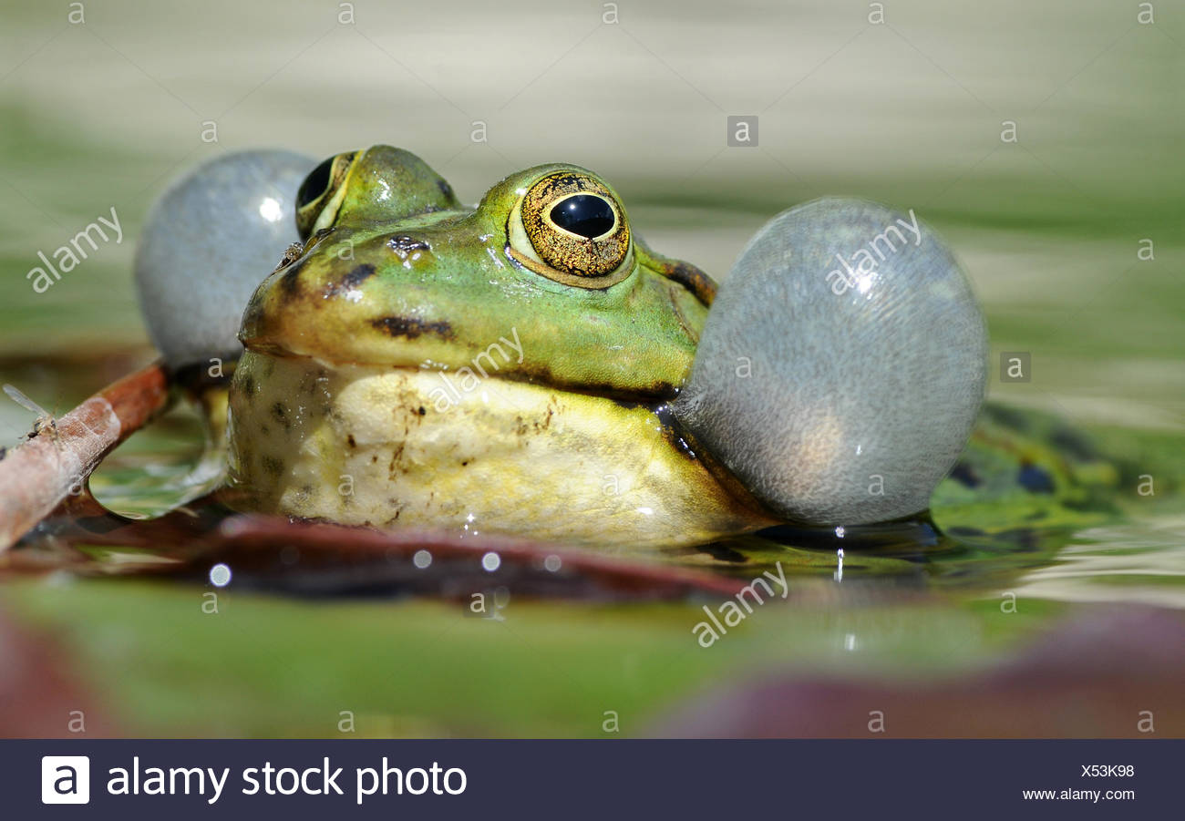 Frog Water High Resolution Stock Photography and Images - Alamy Frog Water High Resolution Stock Photography and Images - Alamy