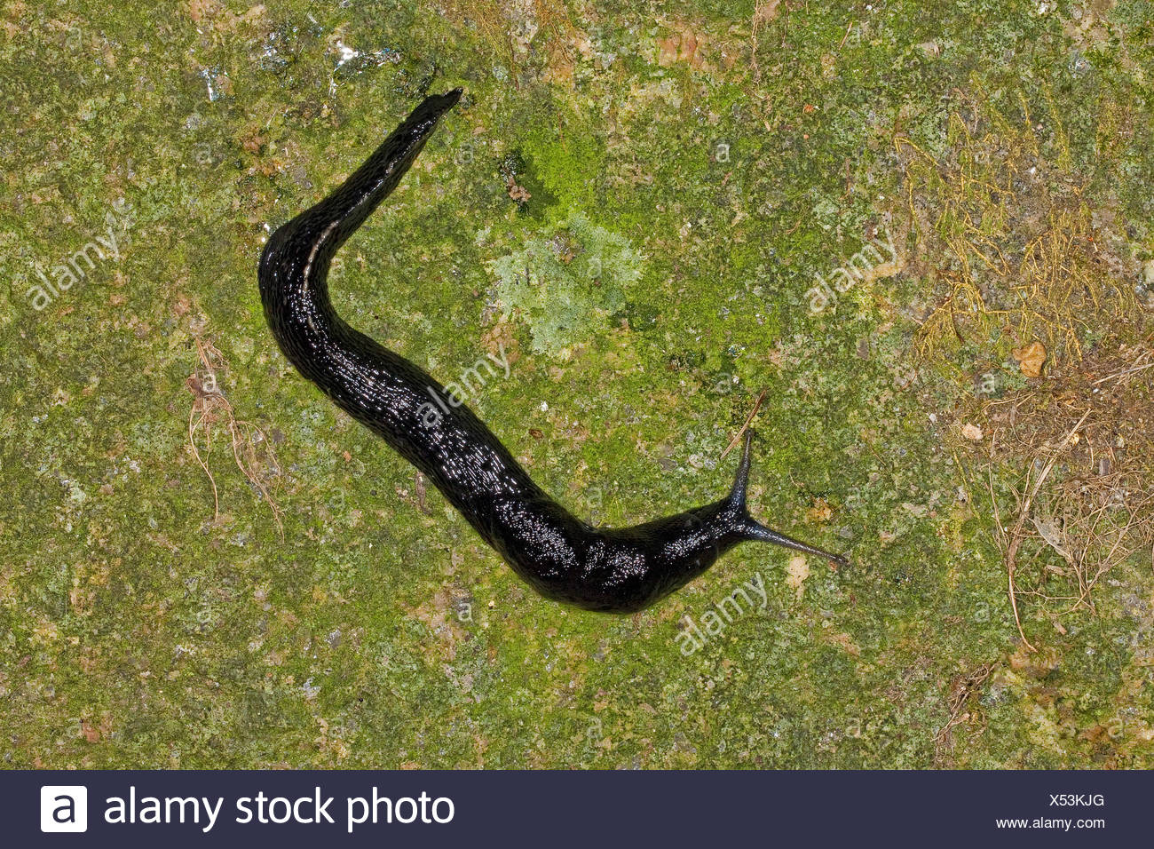 Full Length Keel High Resolution Stock Photography and Images - Alamy