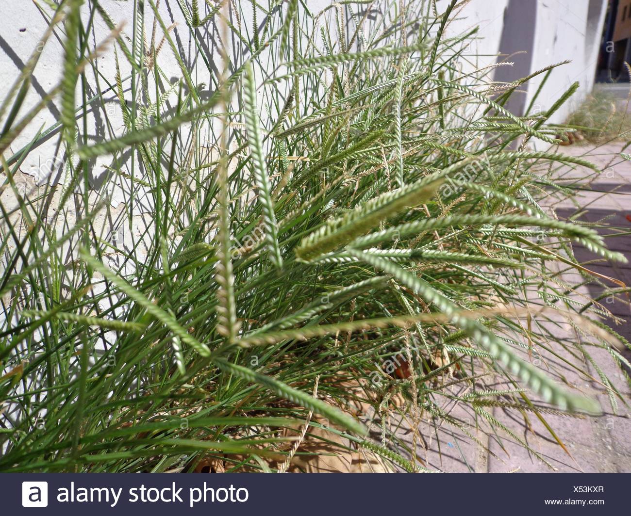 Cynodon Dactylon High Resolution Stock Photography and Images - Alamy