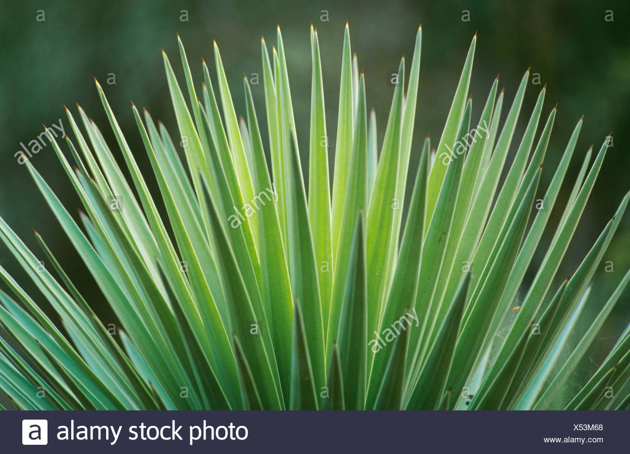 Plants With Pointed Leaves High Resolution Stock Photography and Images ...