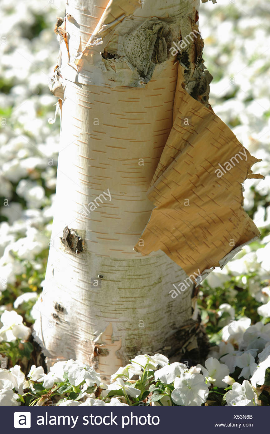 White Birch Bark High Resolution Stock Photography and Images - Alamy