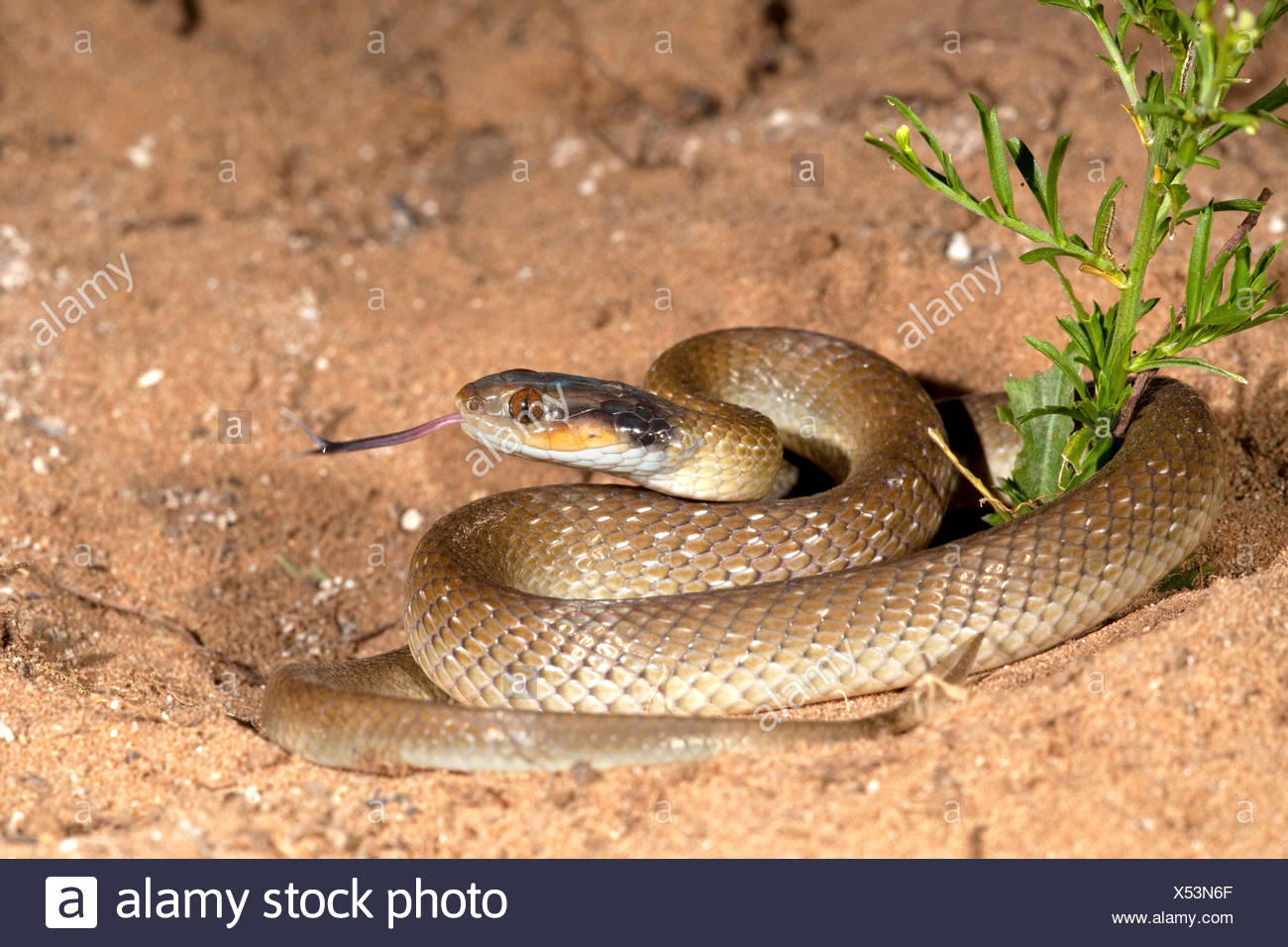 Red Lipped Herald Snake High Resolution Stock Photography and Images ...