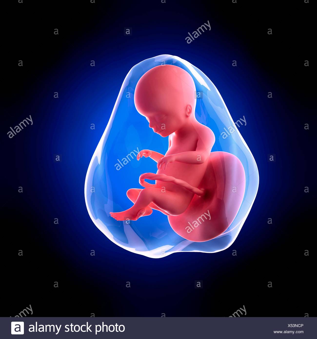 Fetus 20 Weeks Stock Photos & Fetus 20 Weeks Stock Images - Alamy