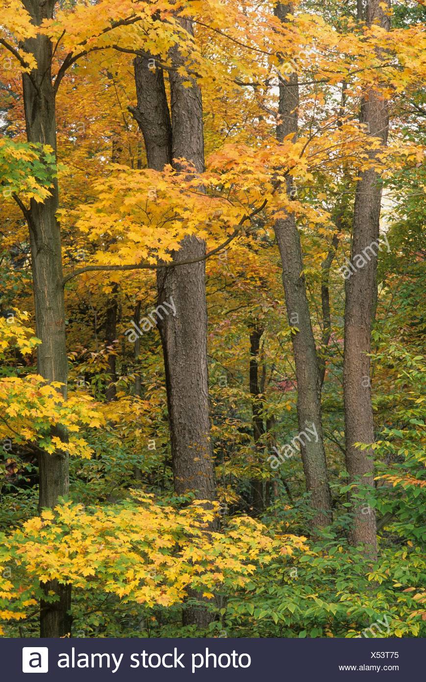 Hardwood Forest Stock Photos & Hardwood Forest Stock Images - Alamy