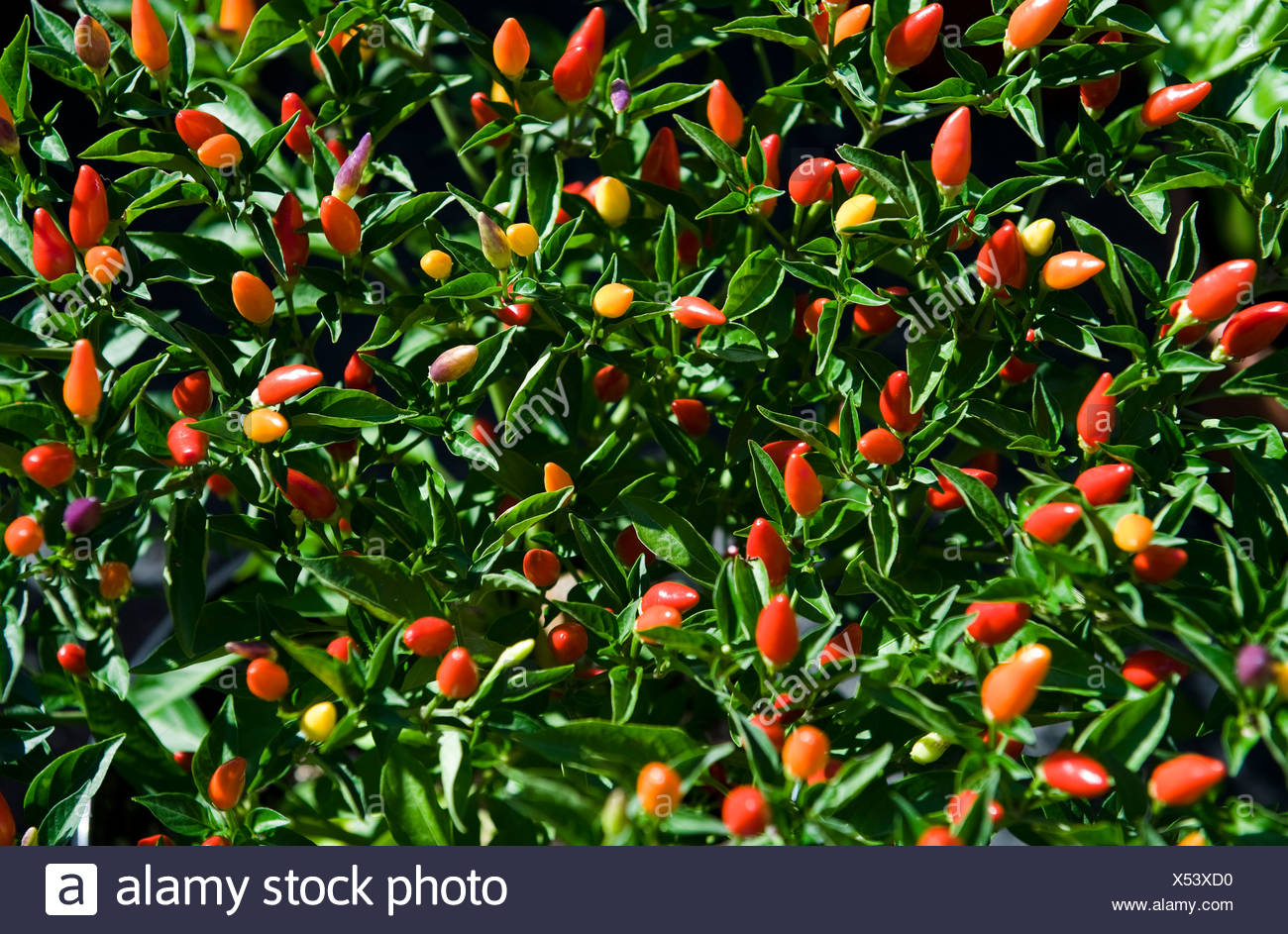 Bush Pepper Stock Photos & Bush Pepper Stock Images - Alamy