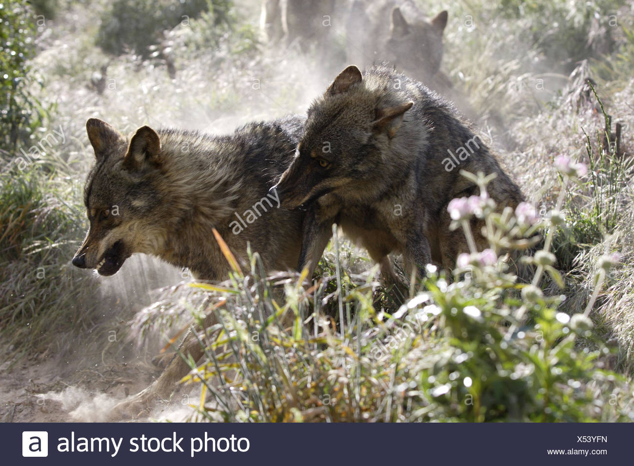 Iberian Wolf (pack) High Resolution Stock Photography and Images - Alamy