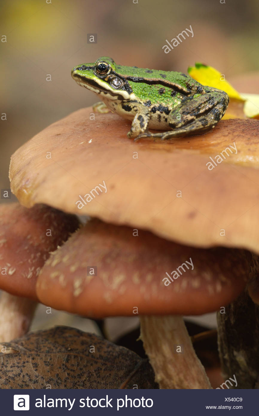 Toadstool Frog Stock Photos & Toadstool Frog Stock Images - Alamy