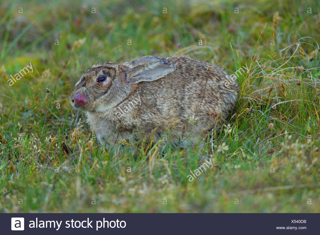 Rabbit Myxomatosis High Resolution Stock Photography and Images - Alamy