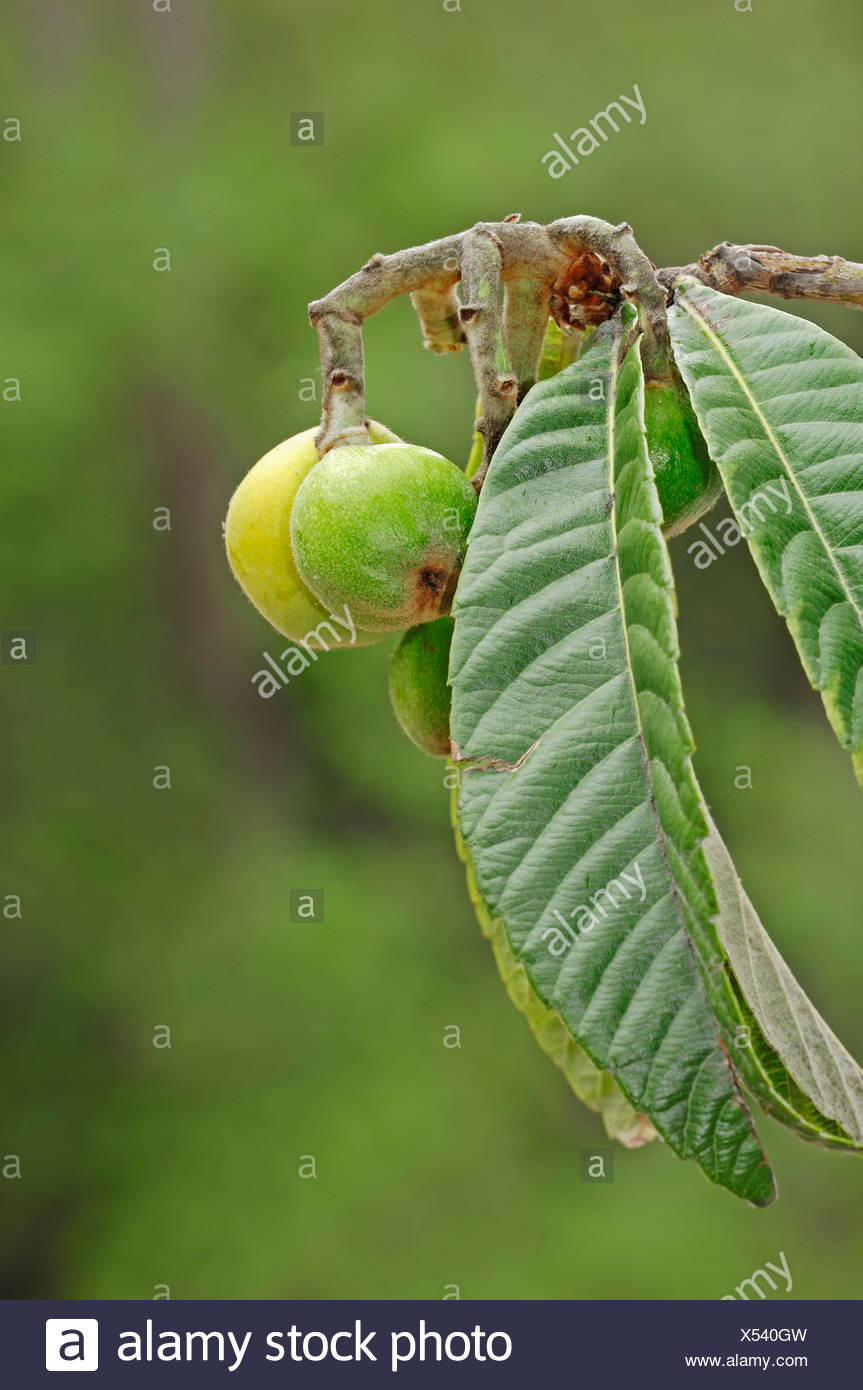 Japanese Loquat Tree High Resolution Stock Photography and Images - Alamy