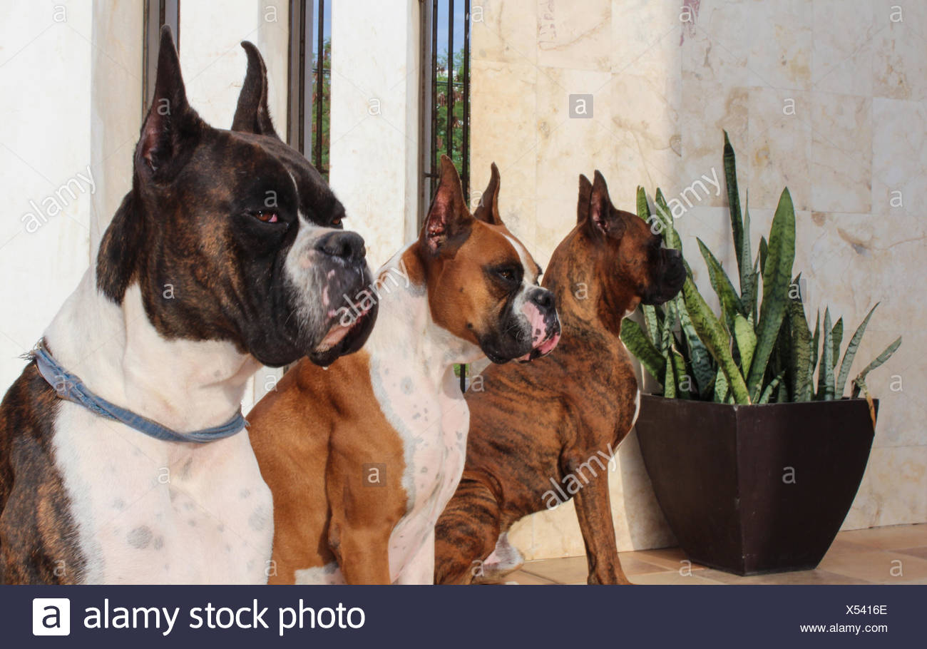 Dogs Coat High Resolution Stock Photography and Images - Alamy