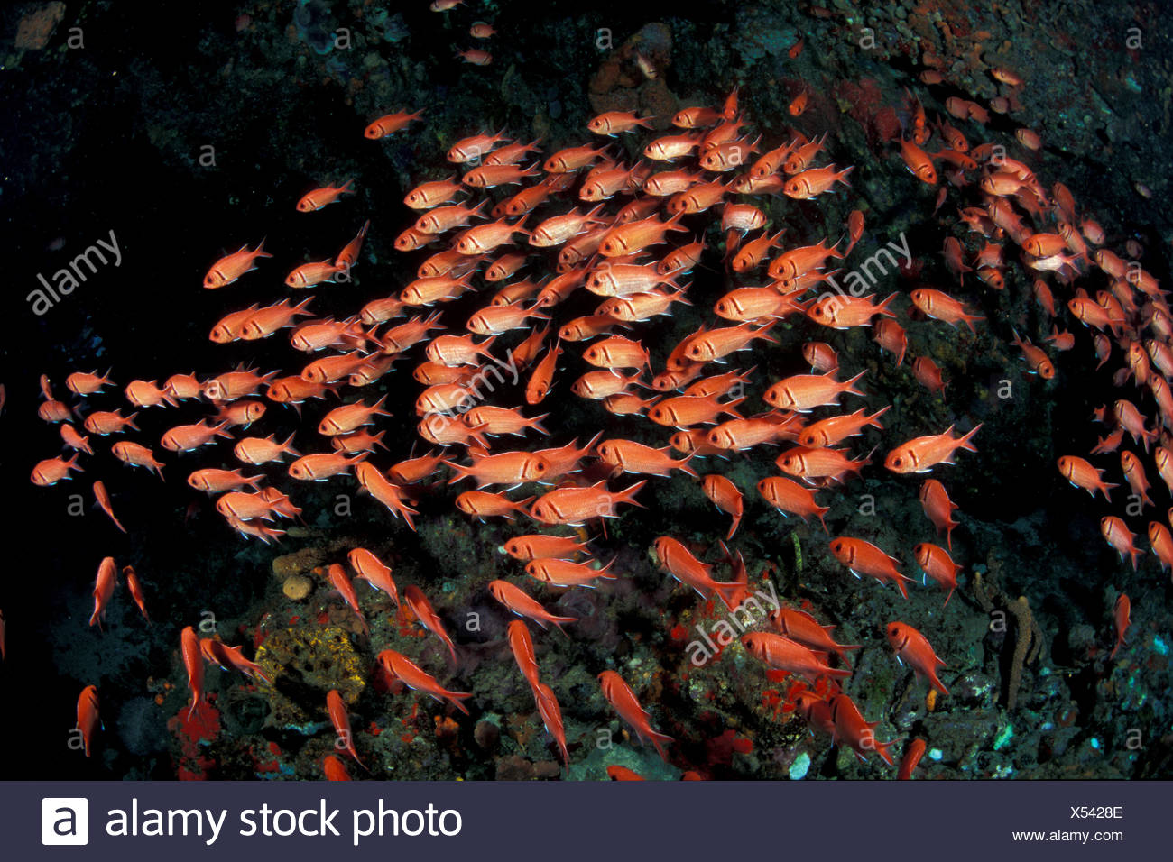 Soldierfish High Resolution Stock Photography and Images - Alamy