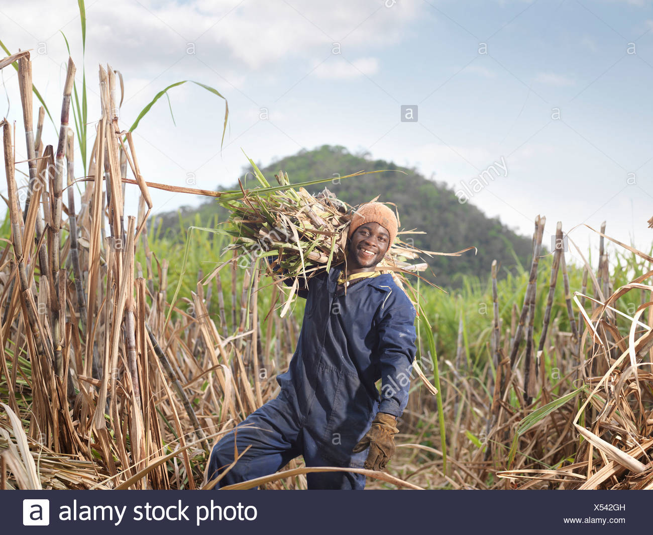 Field Worker Harvesting Sugar Cane Stock Photos & Field Worker ...