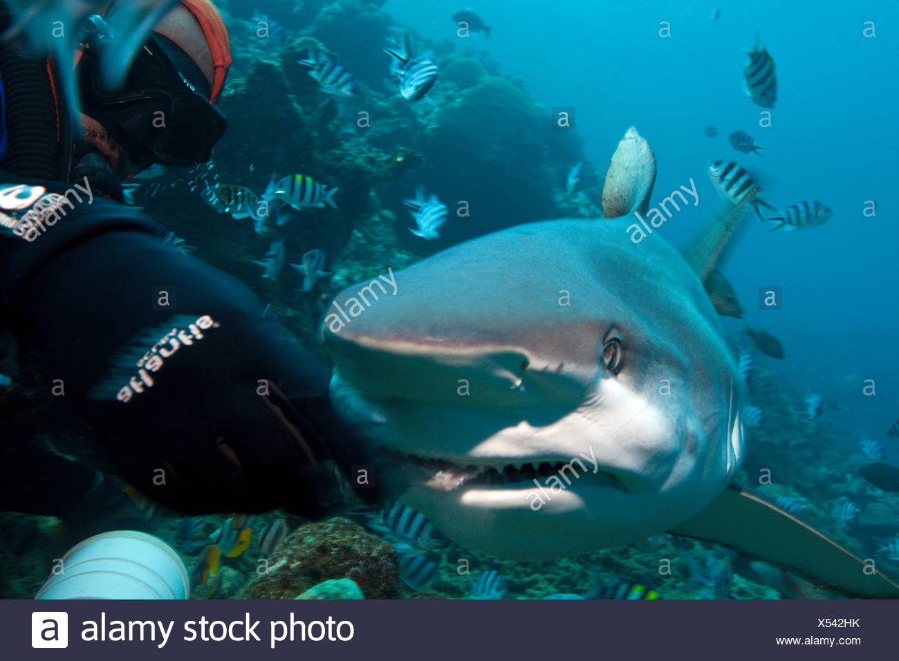Shark Diving Fiji High Resolution Stock Photography and Images - Alamy