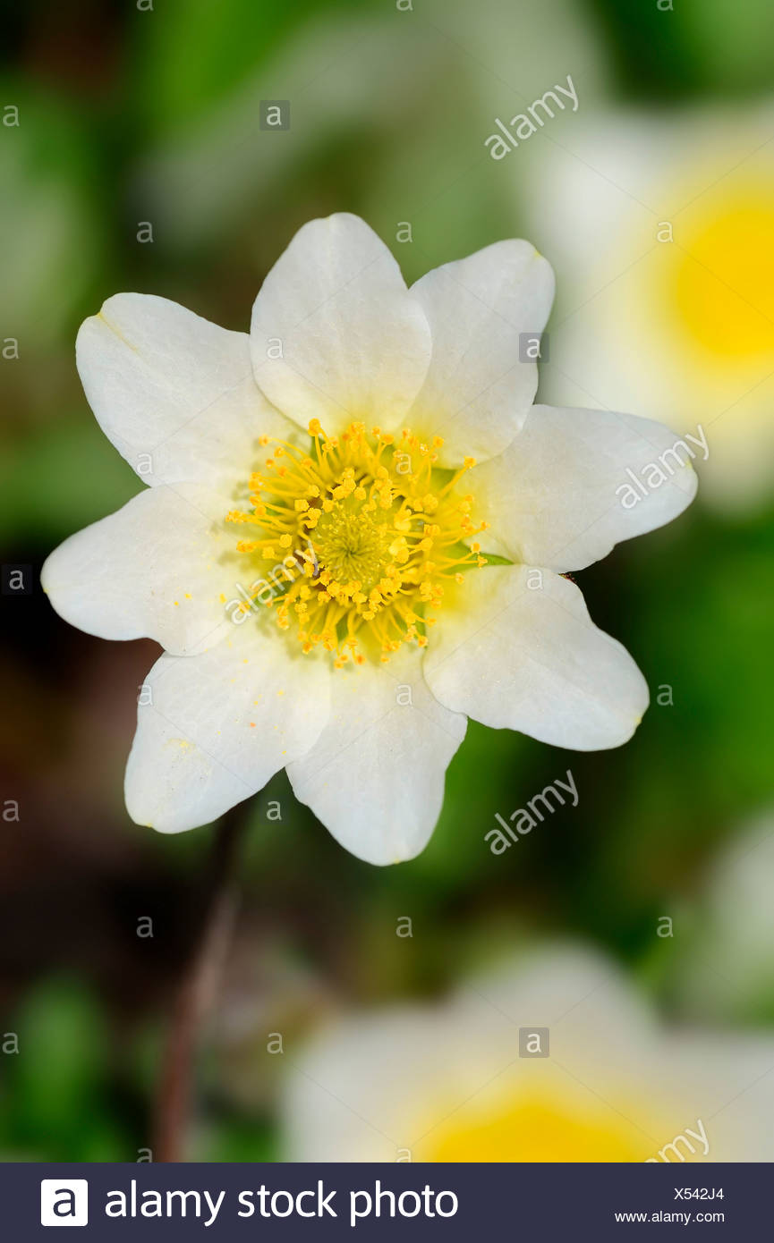 Flowering White Dryad High Resolution Stock Photography and Images - Alamy