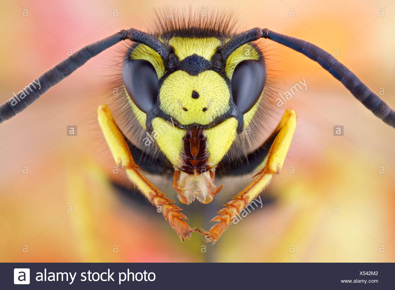 German Wasp High Resolution Stock Photography and Images - Alamy