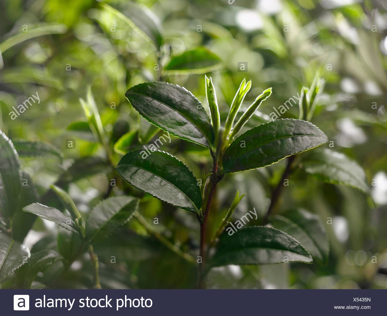 Tea Plant Camellia Sinensis High Resolution Stock Photography and ...