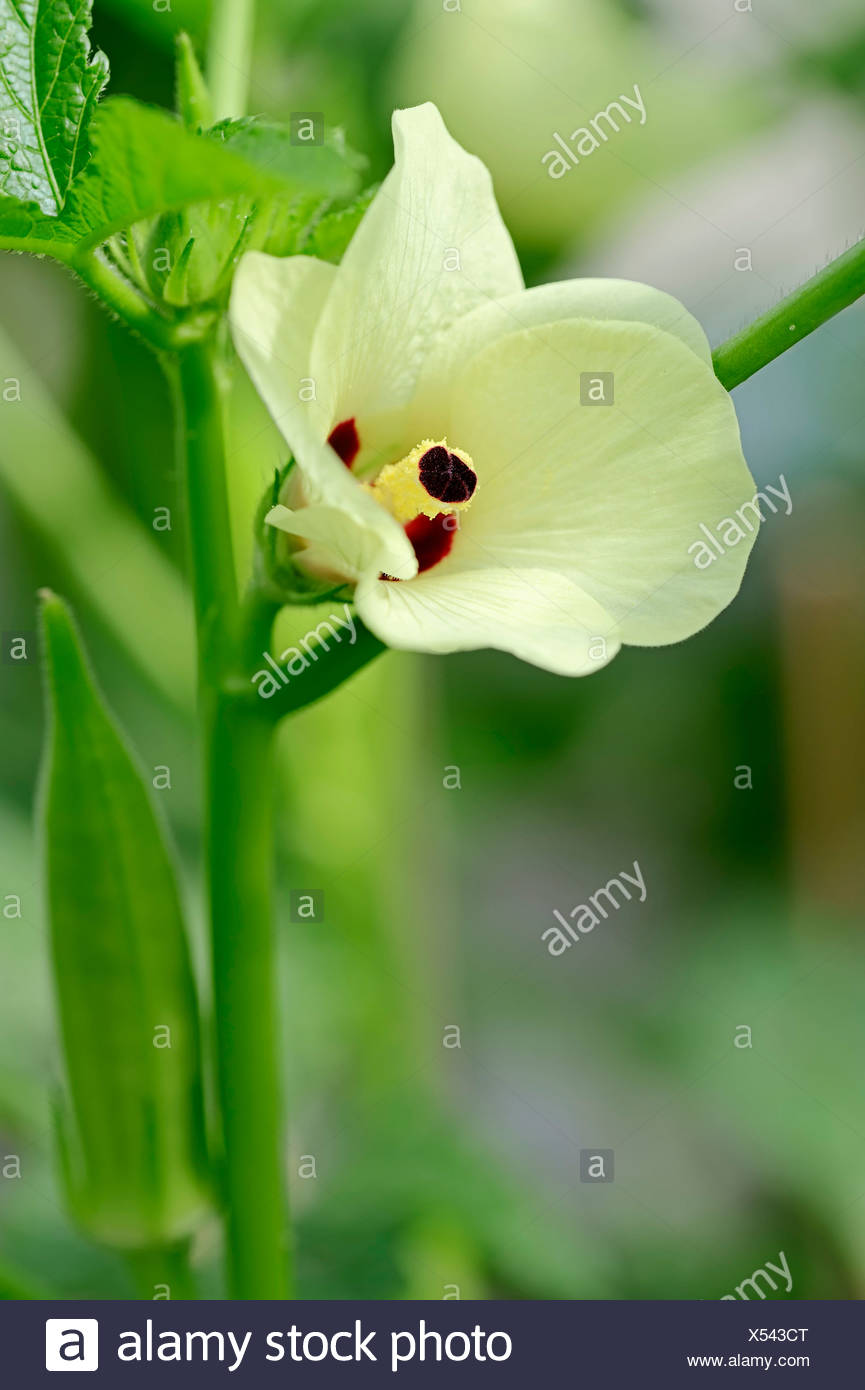 Hibiscus Esculentus High Resolution Stock Photography and Images - Alamy