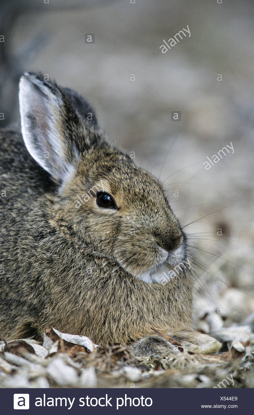 Willow Hares High Resolution Stock Photography and Images - Alamy