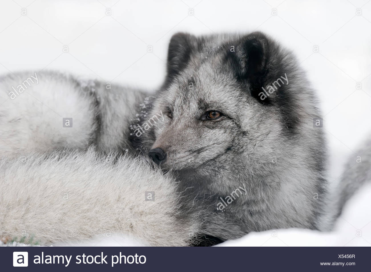 Arctic Fox Head In Snow High Resolution Stock Photography and Images ...