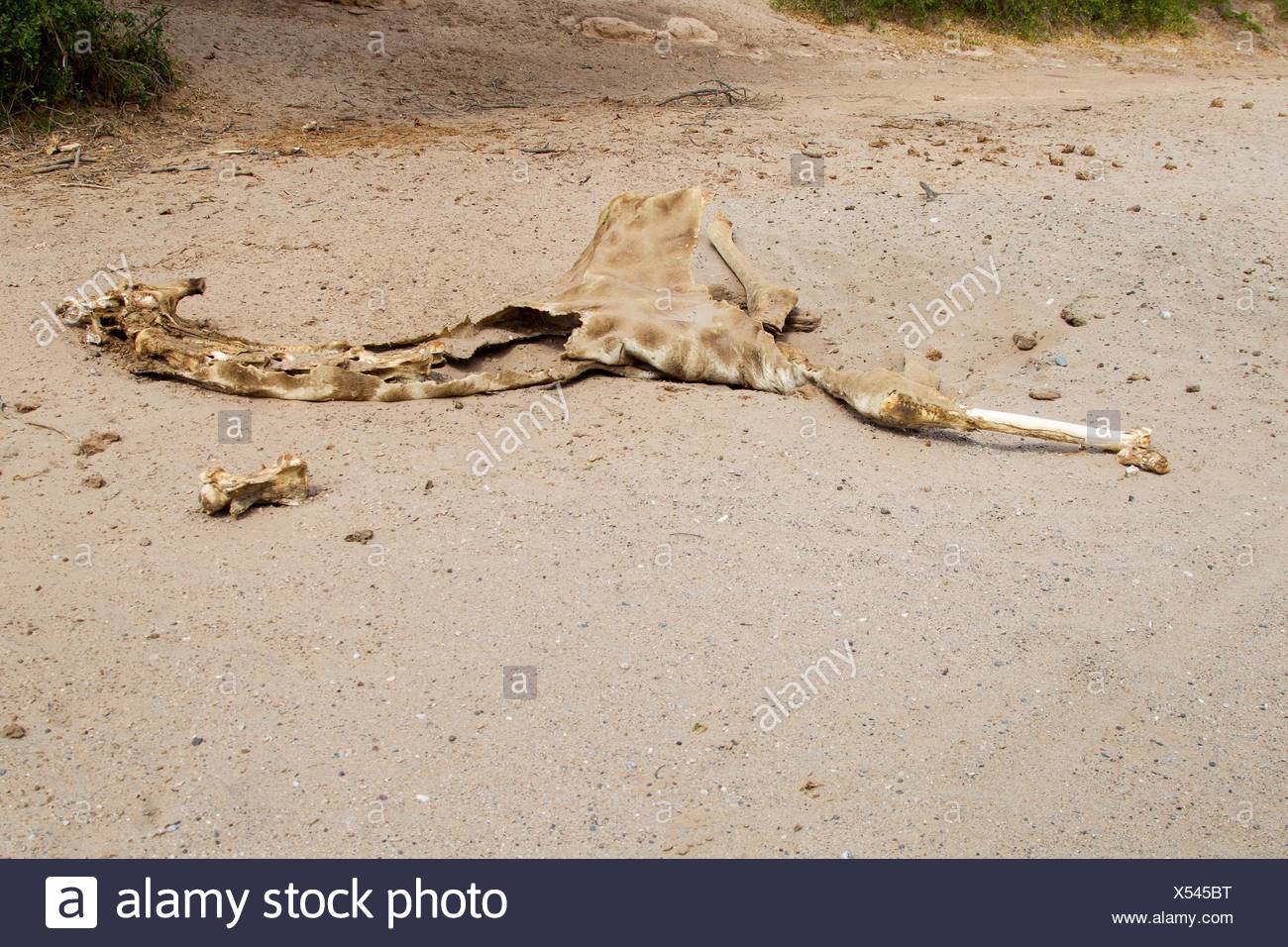 Dead Giraffe High Resolution Stock Photography and Images - Alamy