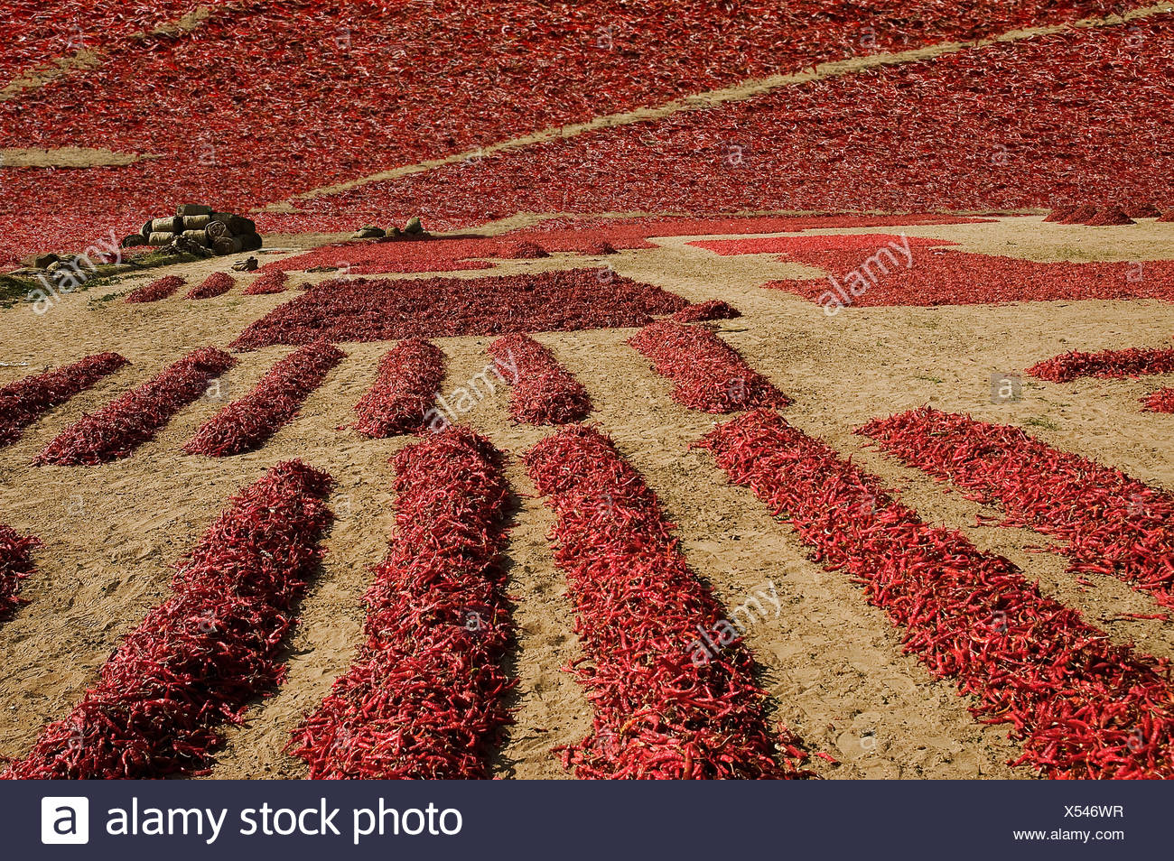 India Pepper Field High Resolution Stock Photography and Images - Alamy