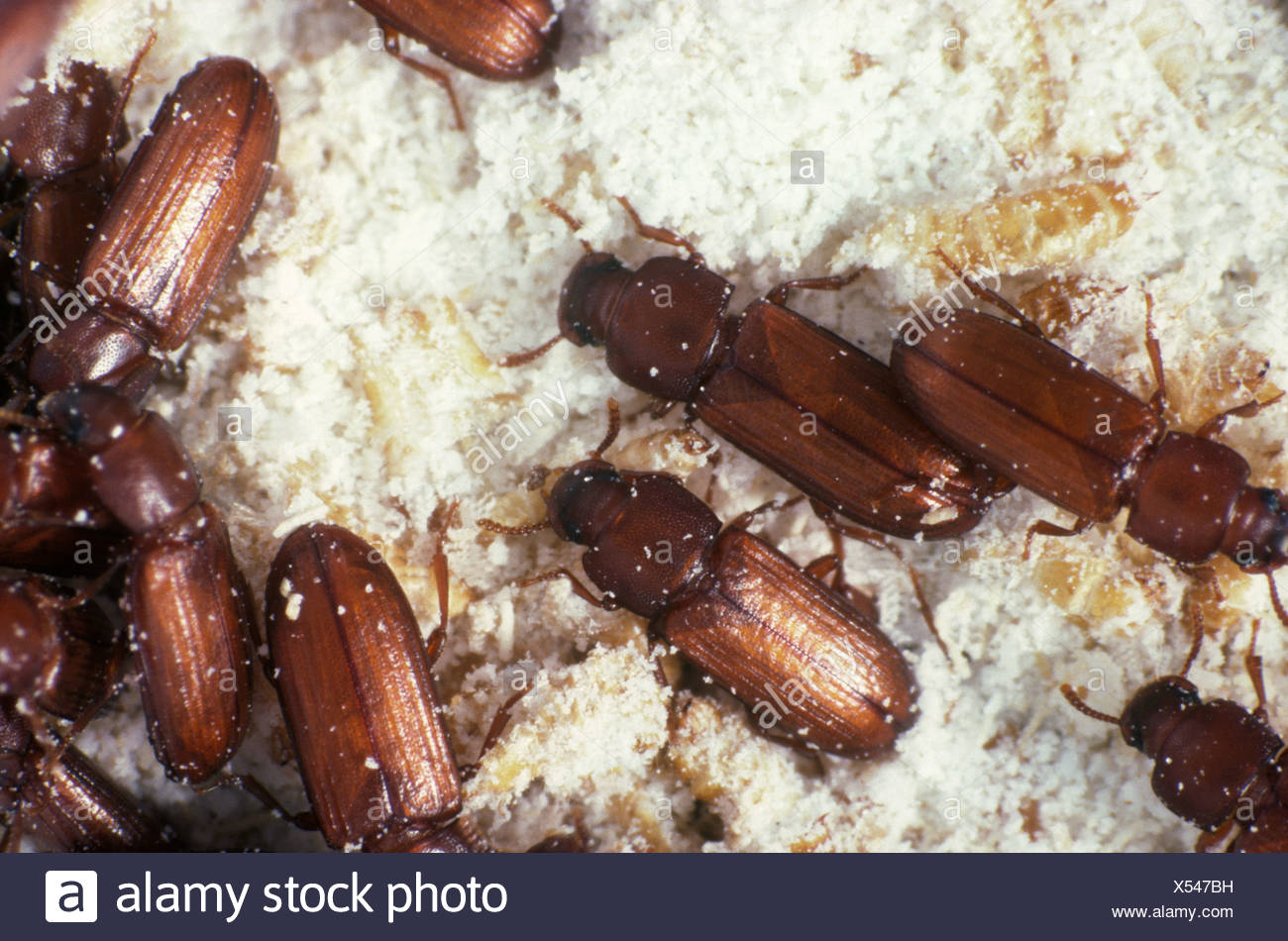 Larva Of The Flour Beetle High Resolution Stock Photography and Images ...