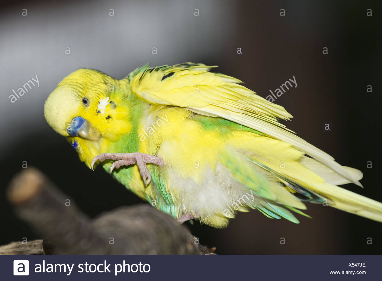Budgie Flying High Resolution Stock Photography and Images - Alamy