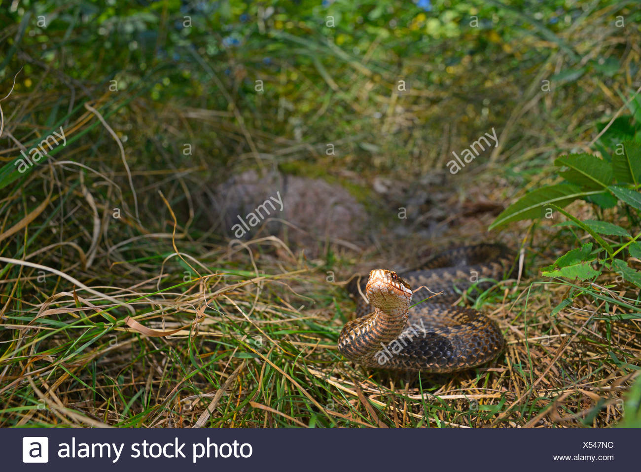 Adder Vipera Berus Swedish Snake Stock Photos & Adder Vipera Berus ...