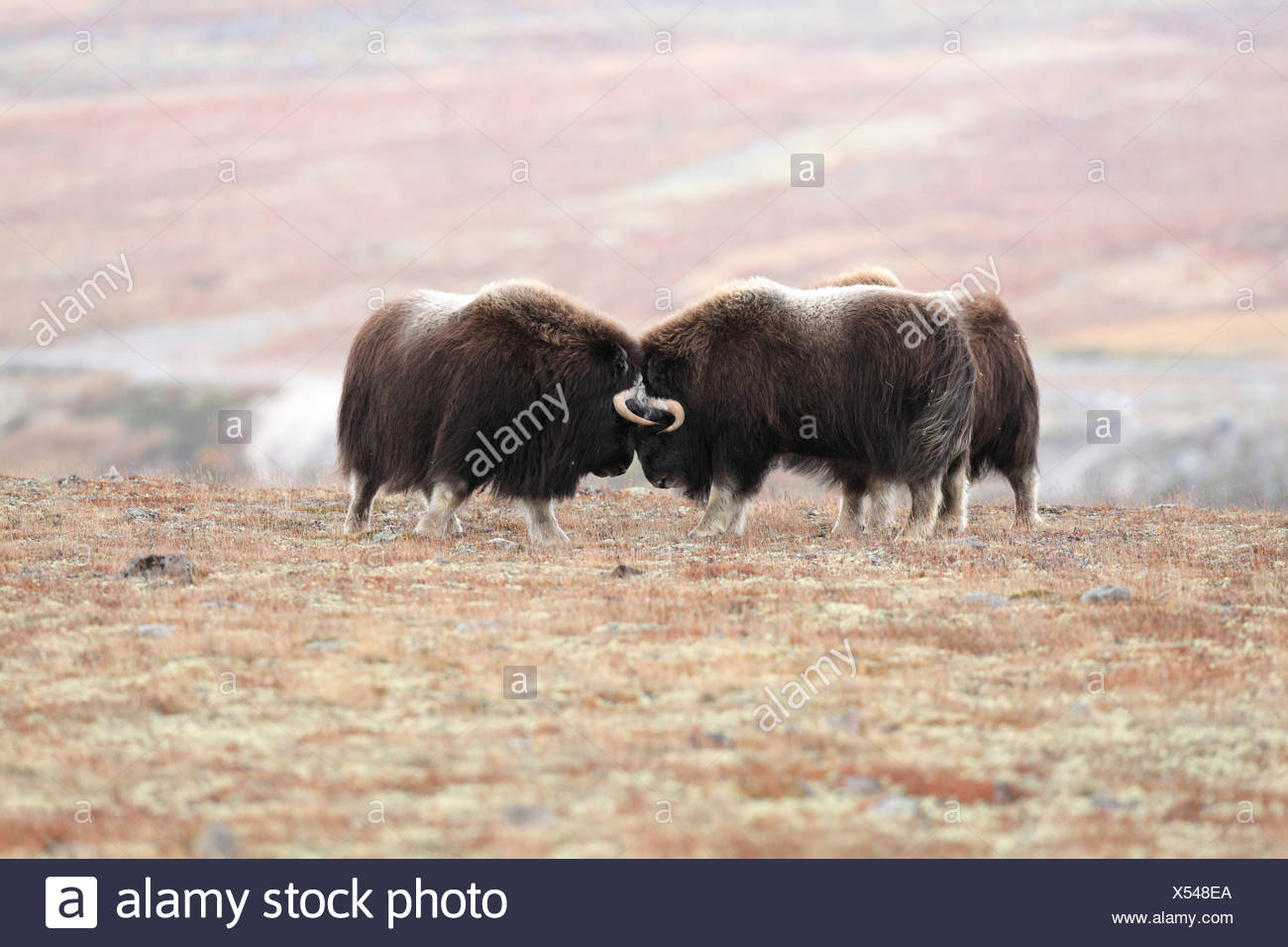 Moschustier High Resolution Stock Photography and Images - Alamy