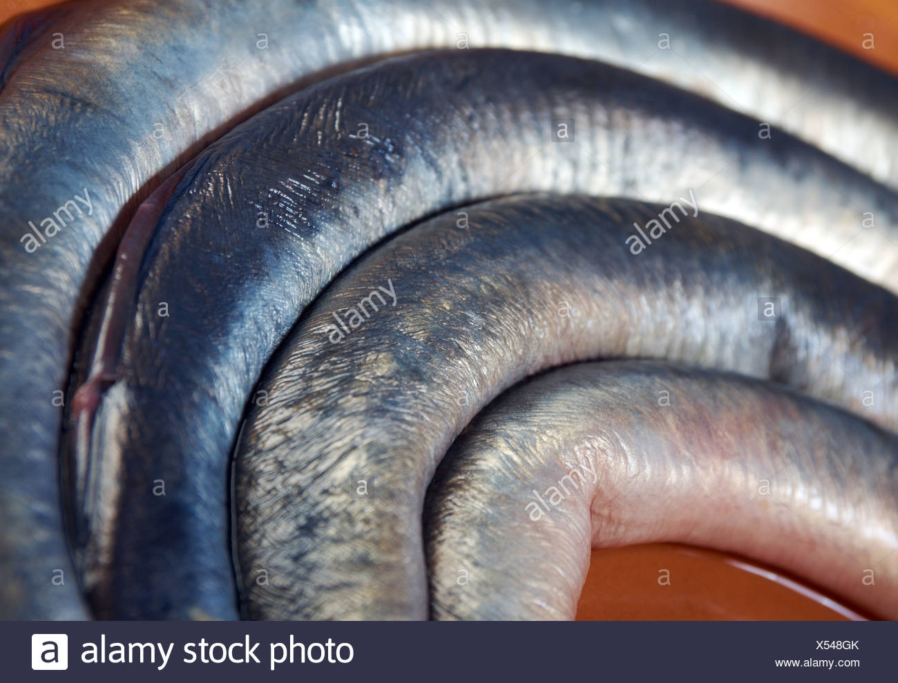 Sea Lamprey Fish High Resolution Stock Photography and Images - Alamy