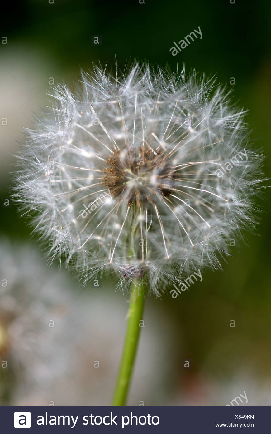 Breath Flower High Resolution Stock Photography and Images - Alamy