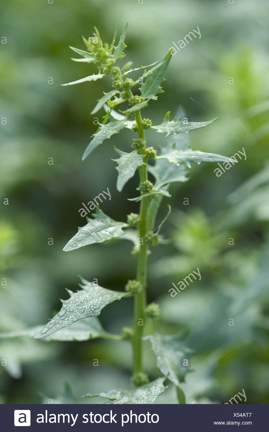 Goosefoot High Resolution Stock Photography and Images - Alamy