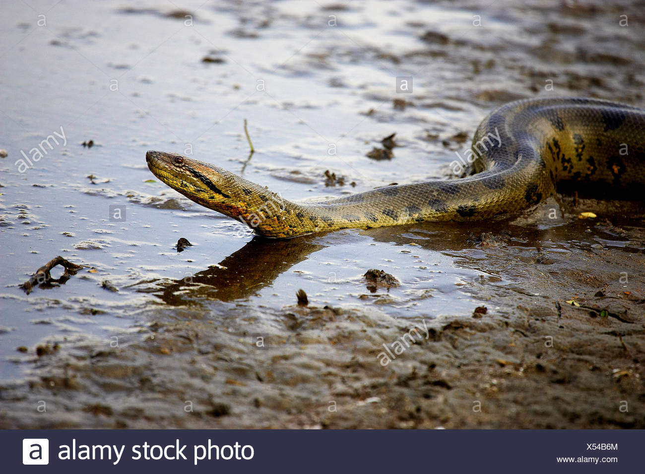 Green Anaconda Stock Photos & Green Anaconda Stock Images - Alamy